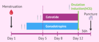 Use of Cetrotide in IVF: Application and Mechanism of Action