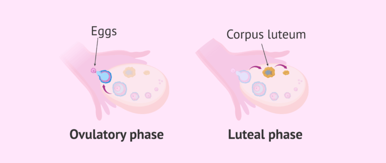 What is the Corpus luteum?