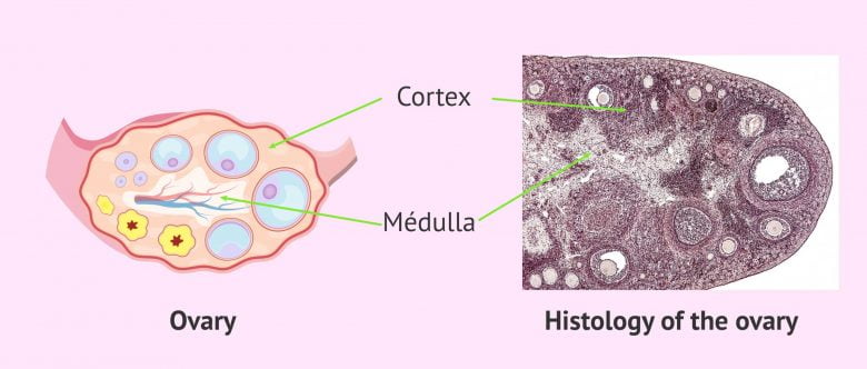 Parts of the ovary