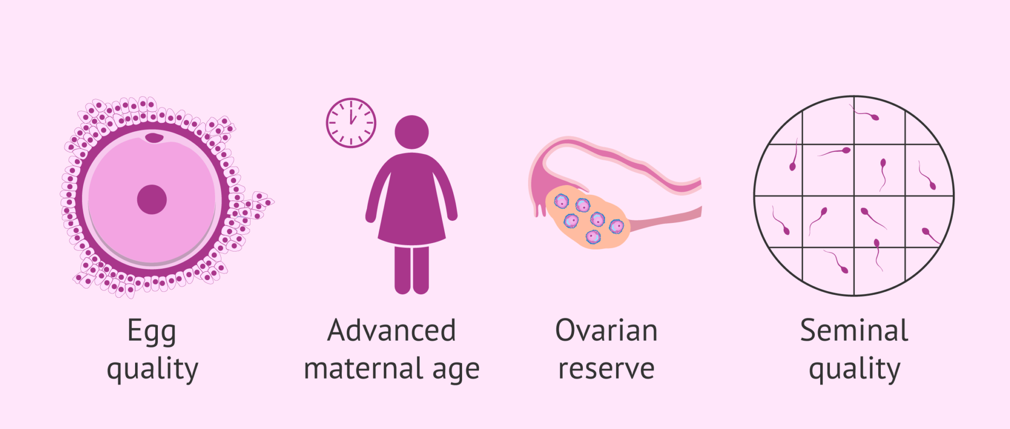 How Successful Is IVF with ICSI? - Pregnancy & Live Birth Rates