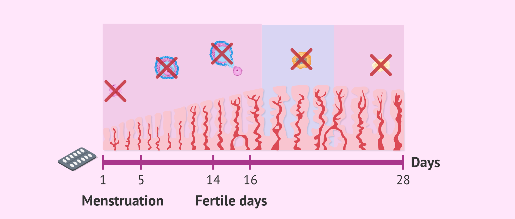 What is the birth control pill? - Efficacy, how to take it and risks