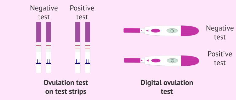 Ovulation tests - how do they work and what is their purpose?