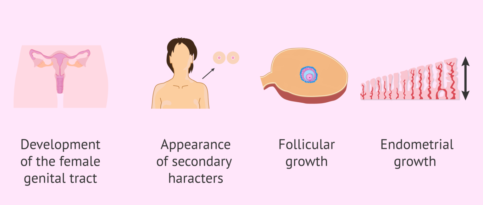 Male & Female Sex Hormones - Definition & Functions