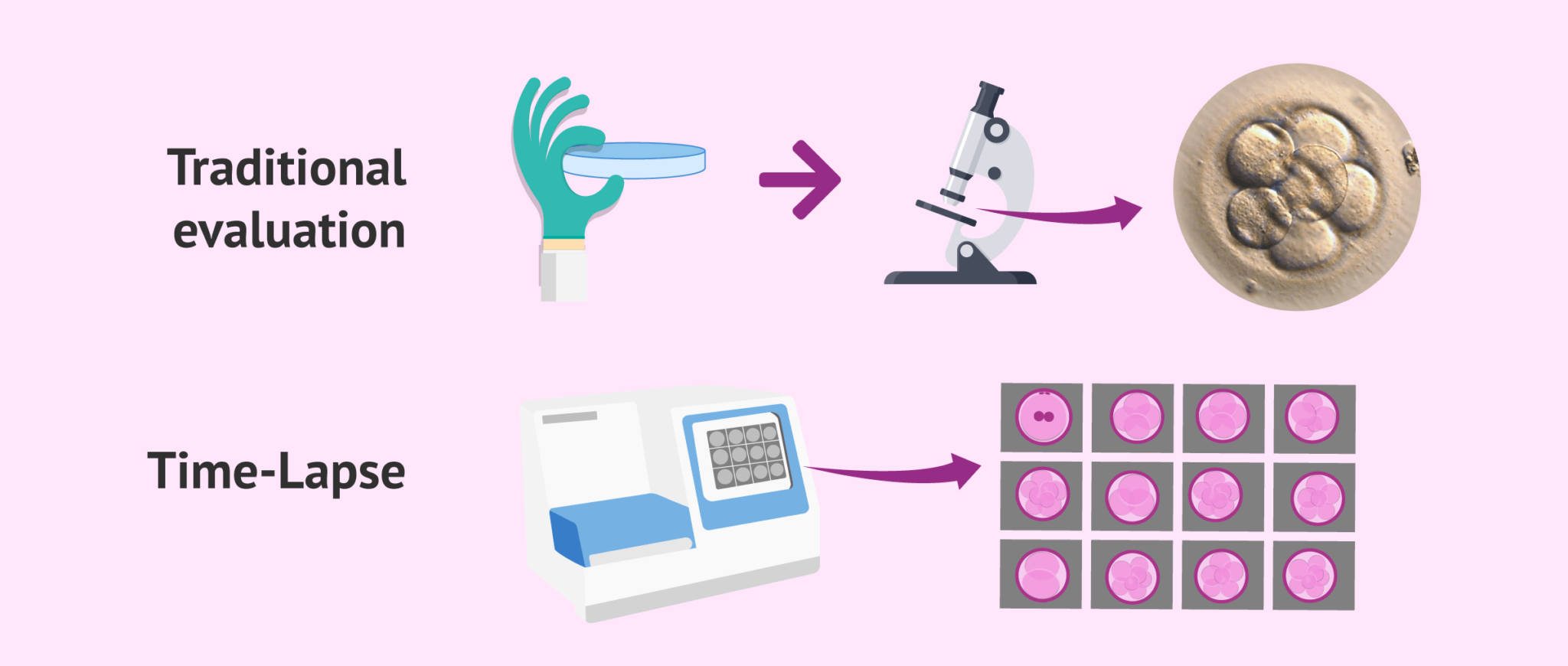 How is embryo quality evaluated?
