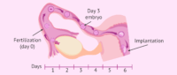 Fertilization and implantation window