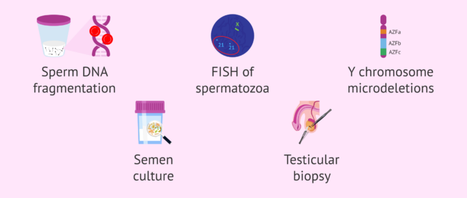 Additional male fertility tests