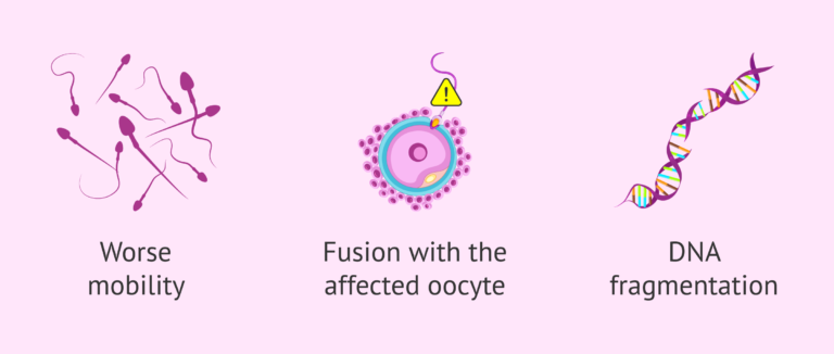 What is oxidative stress and how does it affect male fertility?