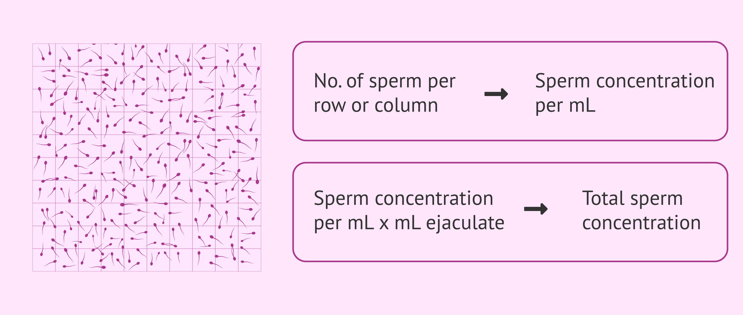 Makler Chamber For Evaluating Sperm Concentration