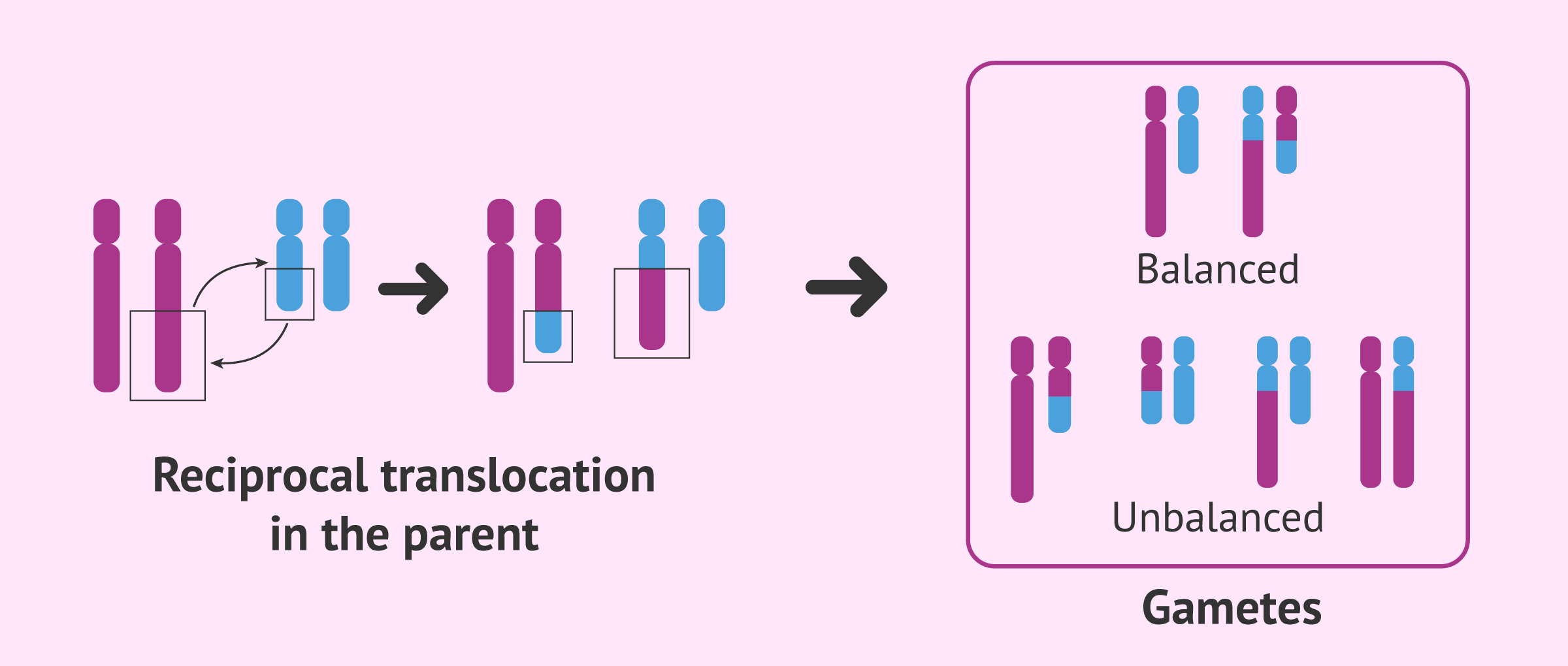 Reciprocal Translocation In The Progenitor