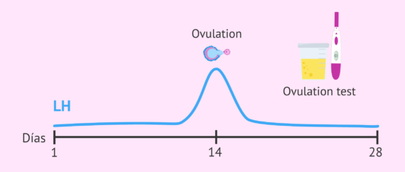 Increased LH and its detection