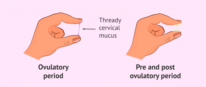 Changes in cervical mucus during the menstrual cycle