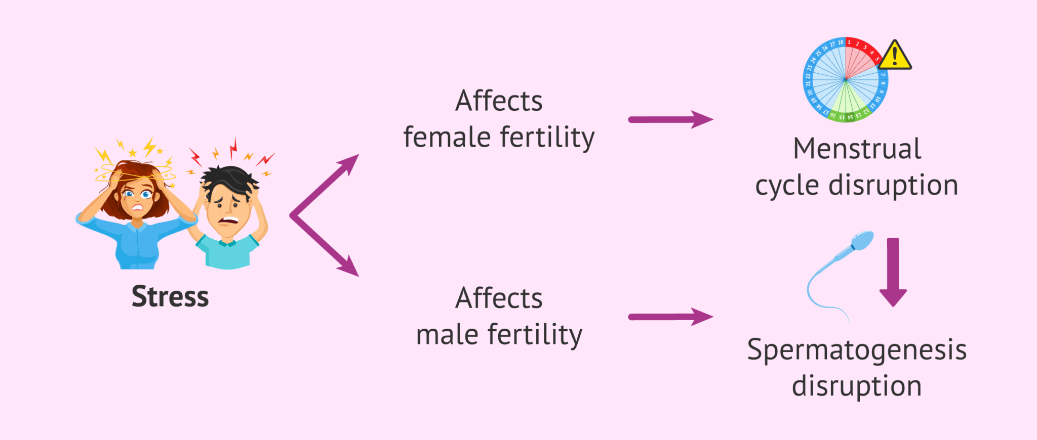 Stress affects female and male fertility