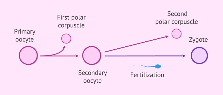 What is folliculogenesis and what are its stages?