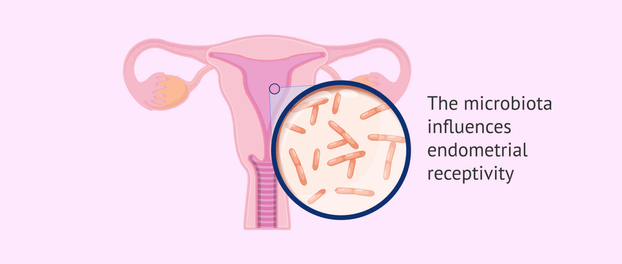 How does the microbiota influence fertility?