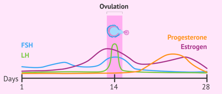 What are they and what happens in the different phases of ovulation?