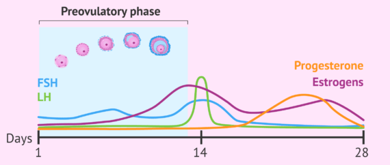 What are they and what happens in the different phases of ovulation?