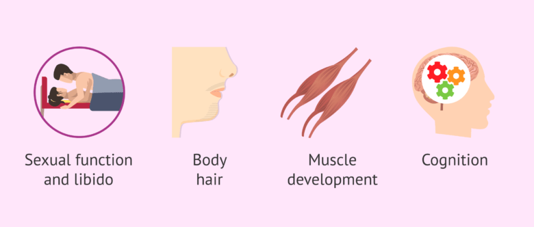 What is the role of testosterone in women?