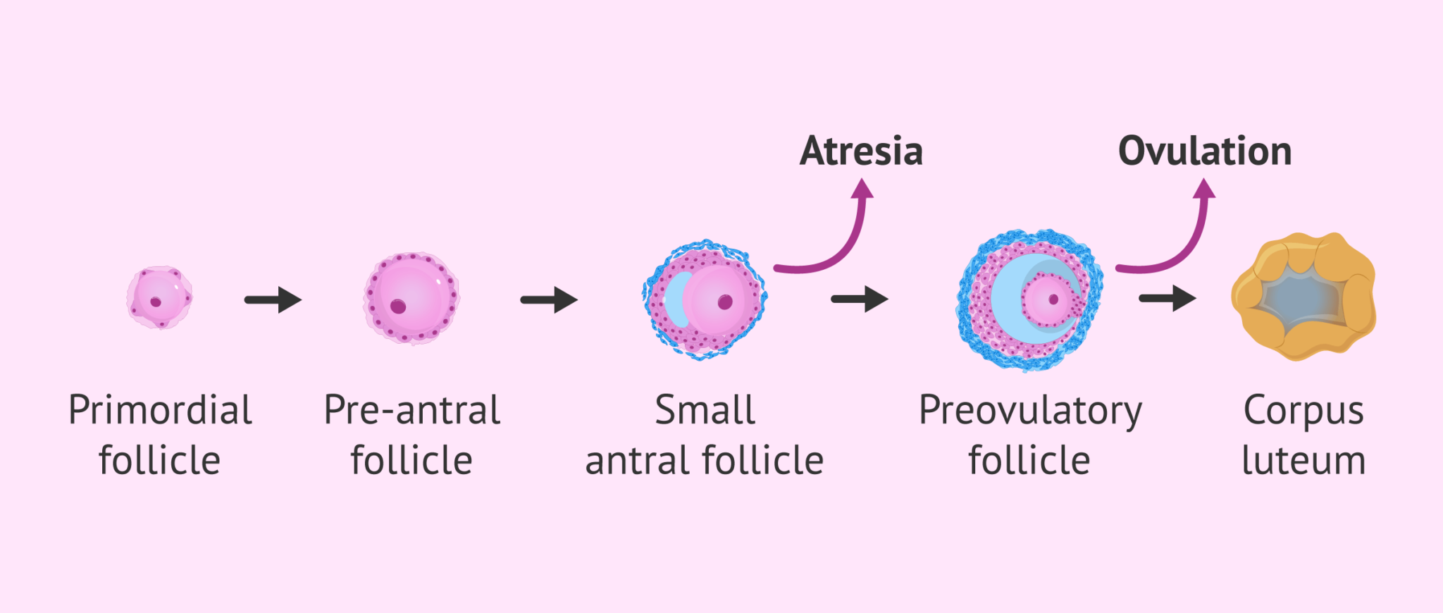 What is follicular atresia?