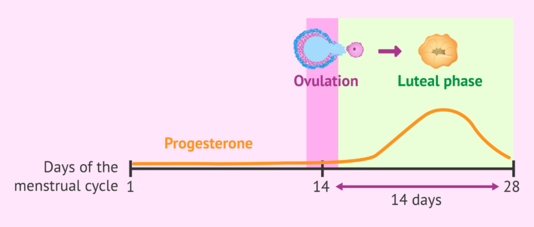 What is the luteal phase of the menstrual cycle and how long does it last?