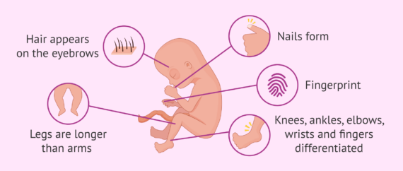 Main fetal changes at 16 weeks of gestation