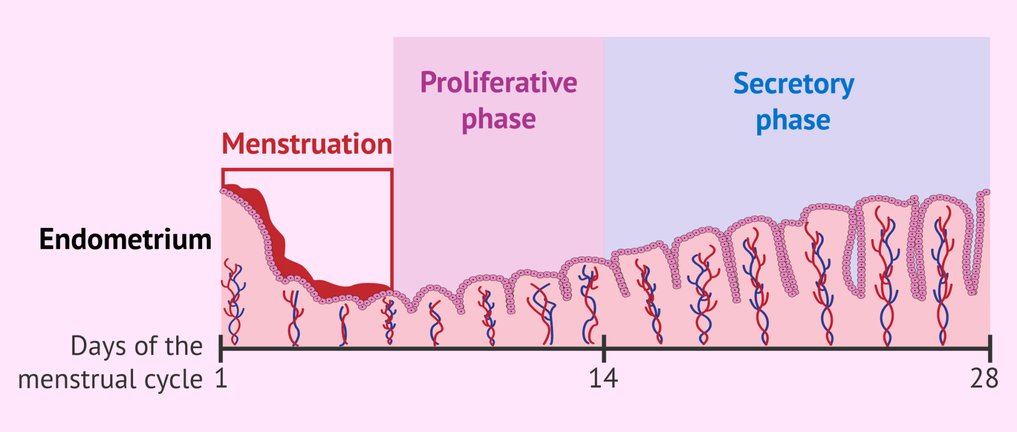 What happens in the endometrium in the luteal phase?