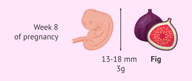 Fetal size at week 8 of pregnancy