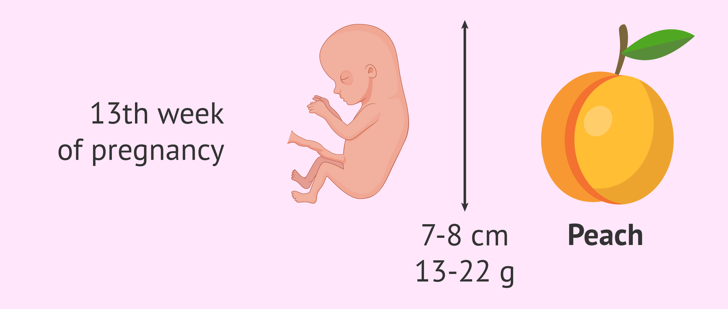 13th week of pregnancy: end of first trimester