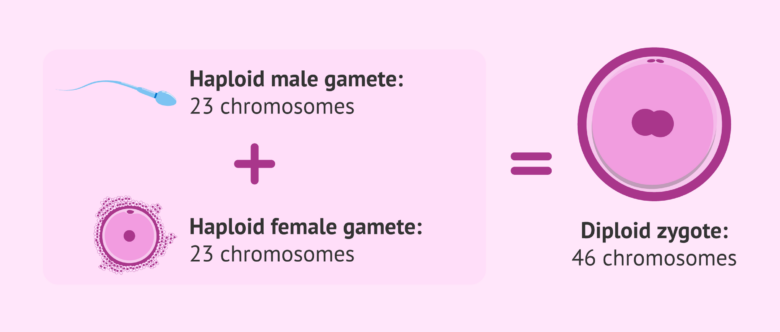 Haploid gametes and diploid zygote after fertilization