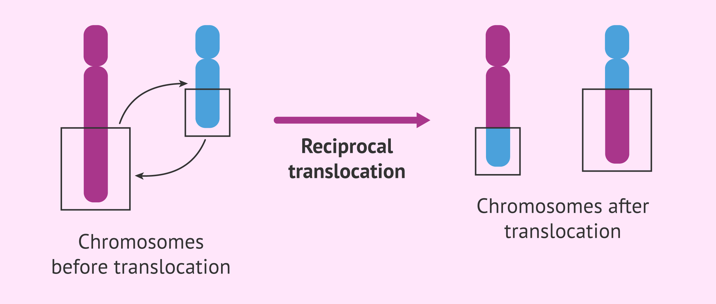 Chromosomal Translocation