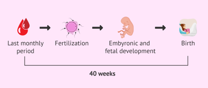 LMP and the weeks of gestation