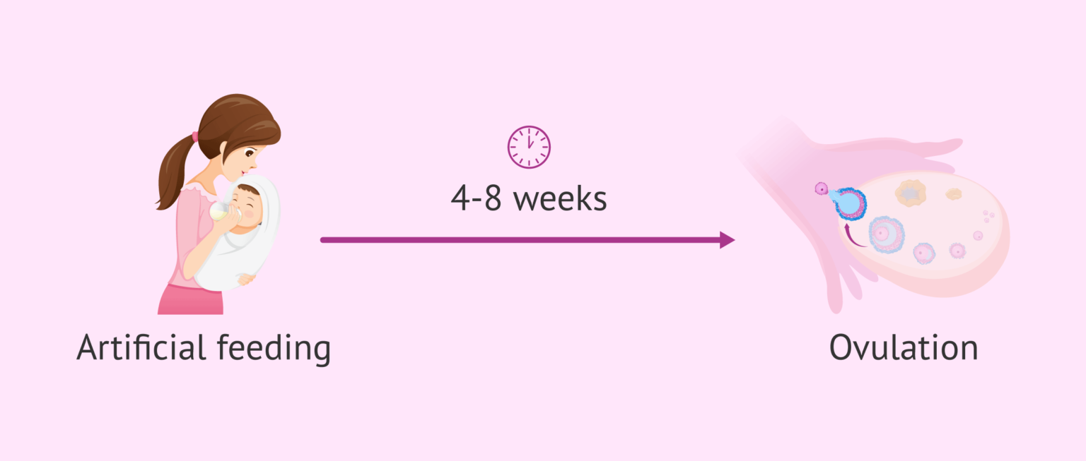 Ovulation after pregnancy and childbirth: when will it happen?