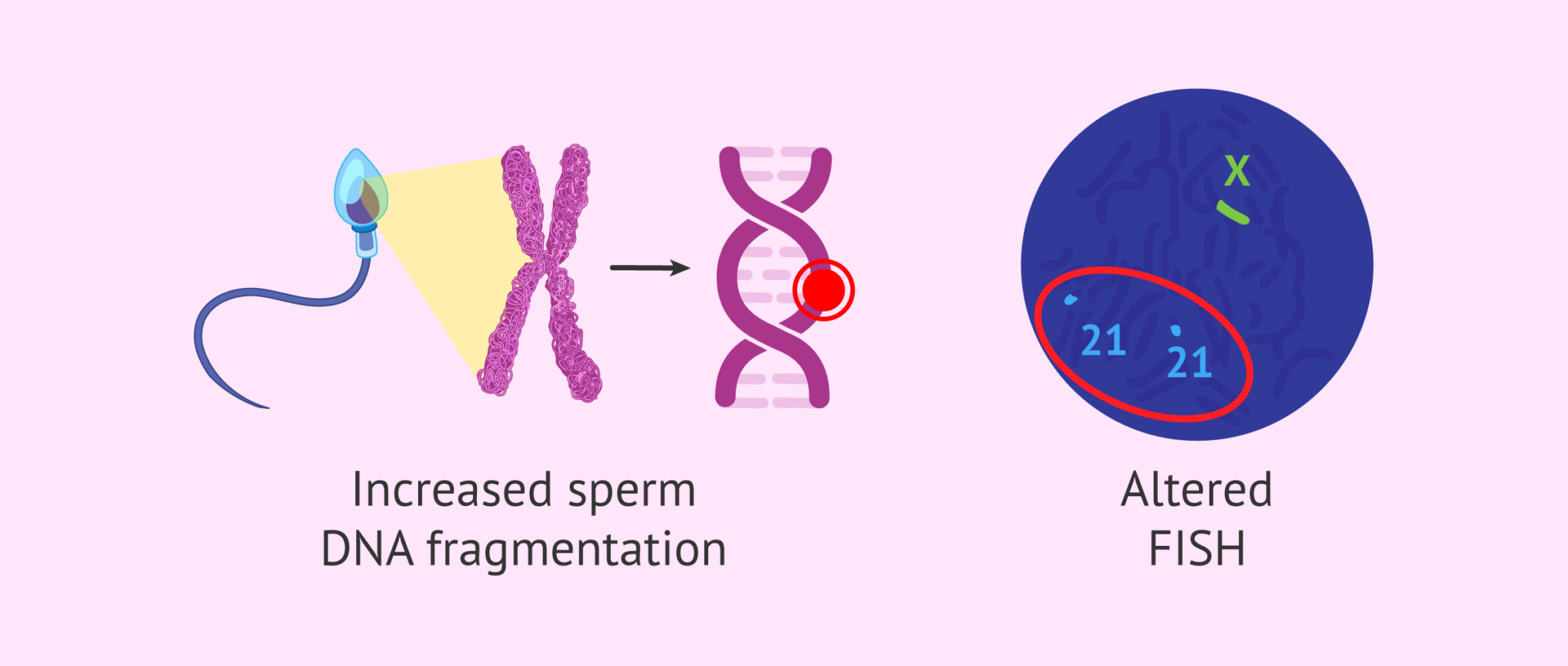 Are sperm fragmentation test and FISH the same thing?