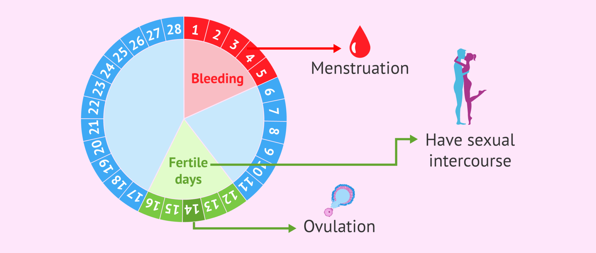 How to calculate fertile days in a regular cycle?