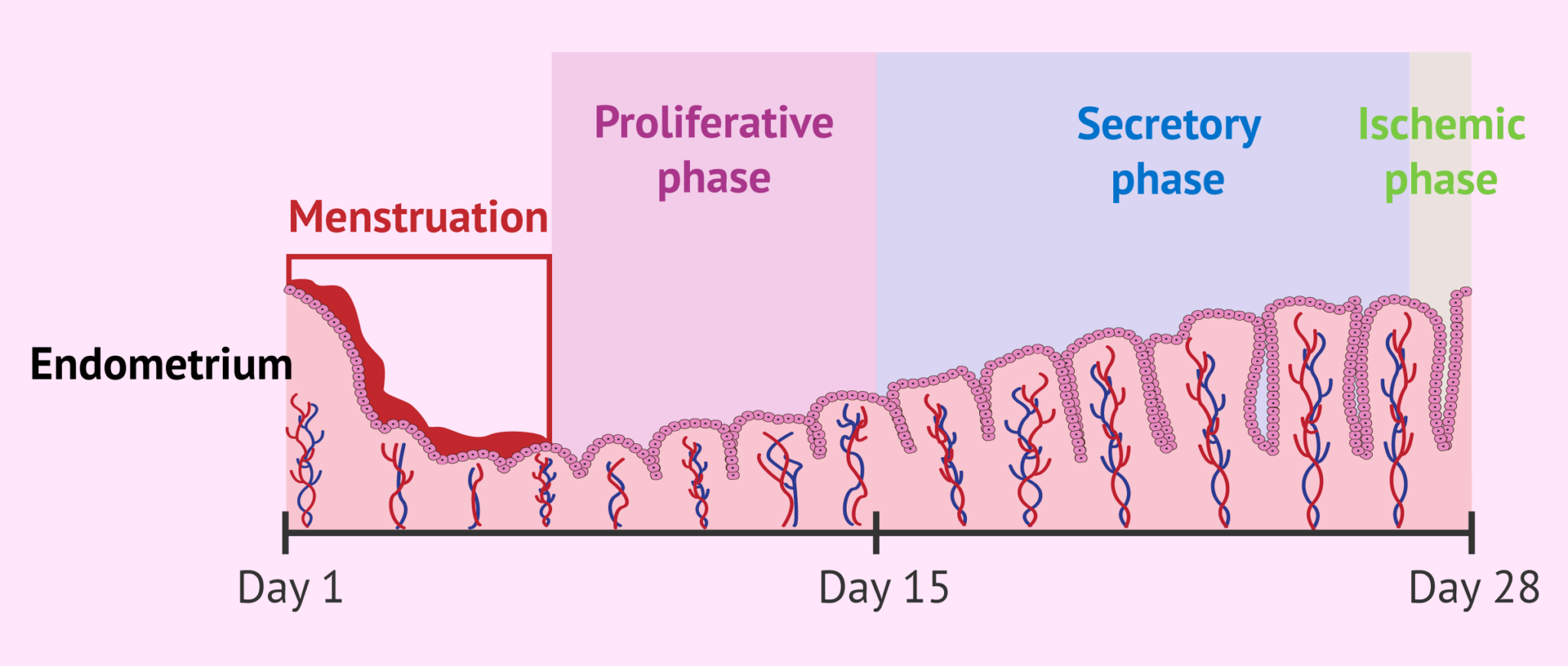 The menstrual cycle: what happens in each of its phases?